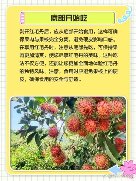红毛丹怎么吃图解_红毛丹怎么吃才正确-第1张图片-山城妙识 红毛丹怎么吃图解_红毛丹怎么吃才正确-第1张图片-山城妙识