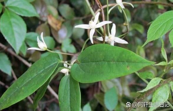 威灵仙图片大全大图_如何辨别真假威灵仙-第2张图片-山城妙识 威灵仙图片大全大图_如何辨别真假威灵仙-第2张图片-山城妙识