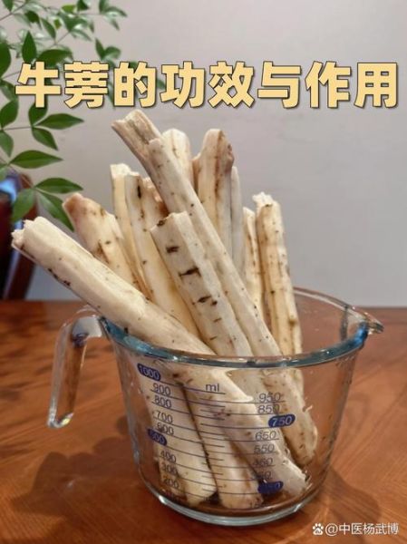 牛蒡根的功效与作用_牛蒡根怎么吃效果最好-第3张图片-山城妙识 牛蒡根的功效与作用_牛蒡根怎么吃效果最好-第3张图片-山城妙识