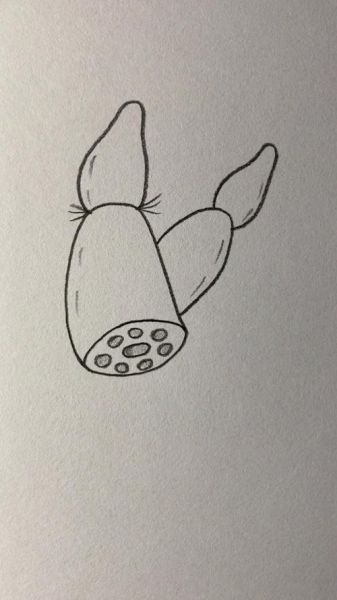 莲藕简笔画怎么画_莲藕简笔画步骤-第1张图片-山城妙识 莲藕简笔画怎么画_莲藕简笔画步骤-第1张图片-山城妙识