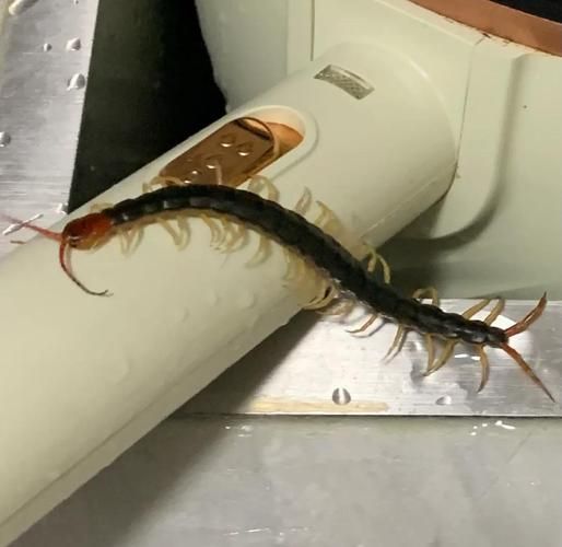 蜈蚣有毒吗_蜈蚣咬了怎么办-第1张图片-山城妙识