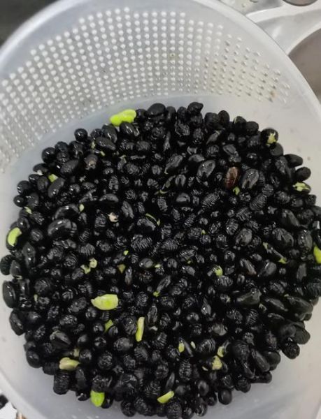 黑豆怎么吃治白发变黑发_黑豆治白发最有效的方法-第2张图片-山城妙识 黑豆怎么吃治白发变黑发_黑豆治白发最有效的方法-第2张图片-山城妙识