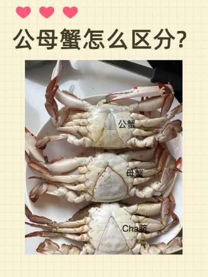 螃蟹公母怎么区分_螃蟹公母图片对比-第2张图片-山城妙识