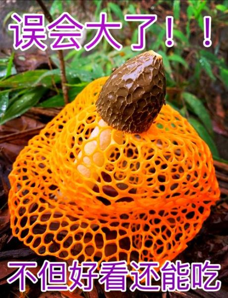 黄裙竹荪能吃吗_黄裙竹荪和长裙竹荪区别-第2张图片-山城妙识