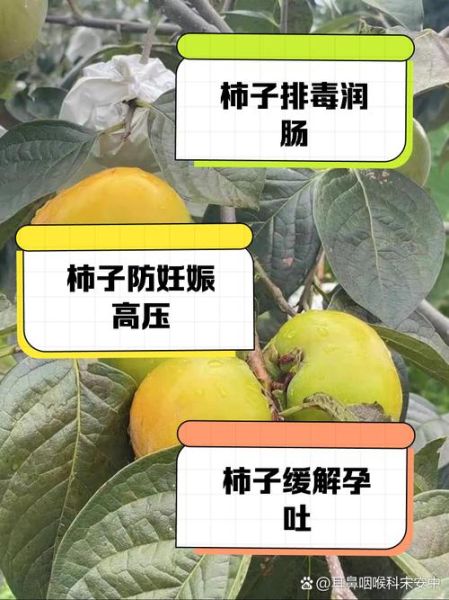 孕妇吃柿子对胎儿好吗_孕妇吃柿子的好处和功效-第3张图片-山城妙识