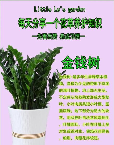金钱树怎么养_金钱树养殖注意事项-第1张图片-山城妙识