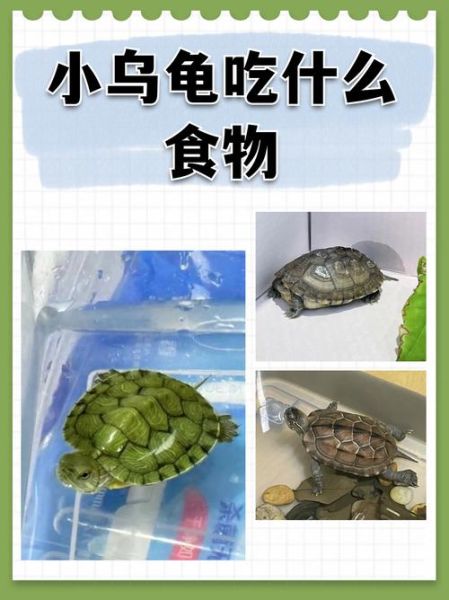 乌龟吃什么食物图片_乌龟食物大全图解-第2张图片-山城妙识 乌龟吃什么食物图片_乌龟食物大全图解-第2张图片-山城妙识