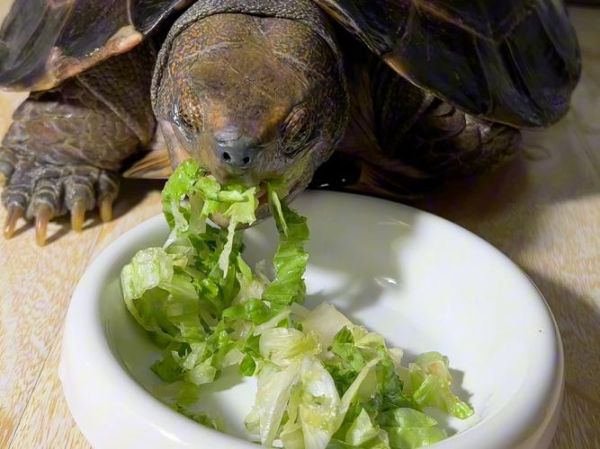 乌龟吃什么食物图片_乌龟食物大全图解-第1张图片-山城妙识 乌龟吃什么食物图片_乌龟食物大全图解-第1张图片-山城妙识