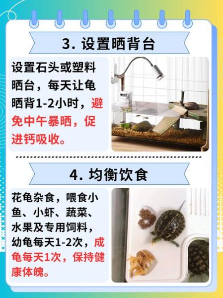 乌龟吃什么食物图片_乌龟食物大全图解-第3张图片-山城妙识 乌龟吃什么食物图片_乌龟食物大全图解-第3张图片-山城妙识