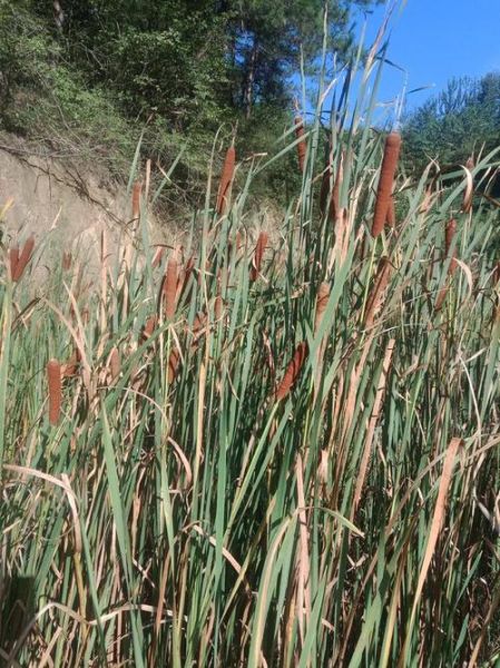 蒲草棒多少钱一斤_蒲草棒价格行情-第2张图片-山城妙识 蒲草棒多少钱一斤_蒲草棒价格行情-第2张图片-山城妙识