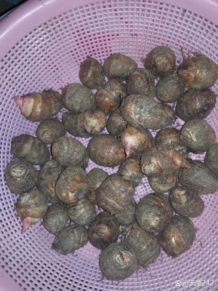 正宗葱油芋艿怎么做_芋艿要不要先焯水-第2张图片-山城妙识 正宗葱油芋艿怎么做_芋艿要不要先焯水-第2张图片-山城妙识