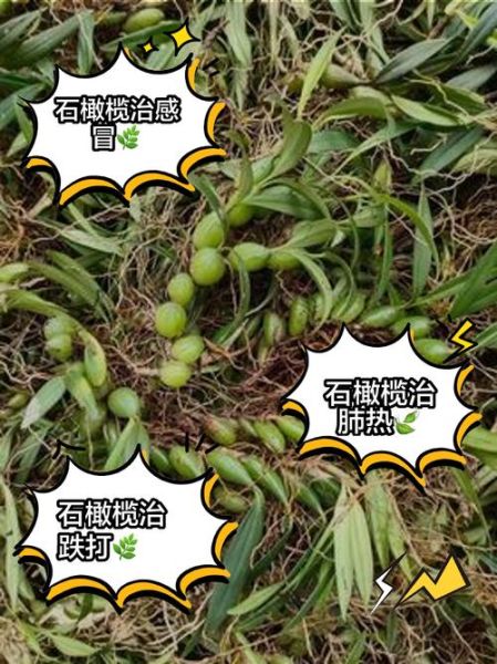 石橄榄的功效与作用及禁忌_石橄榄什么人不能吃-第1张图片-山城妙识 石橄榄的功效与作用及禁忌_石橄榄什么人不能吃-第1张图片-山城妙识