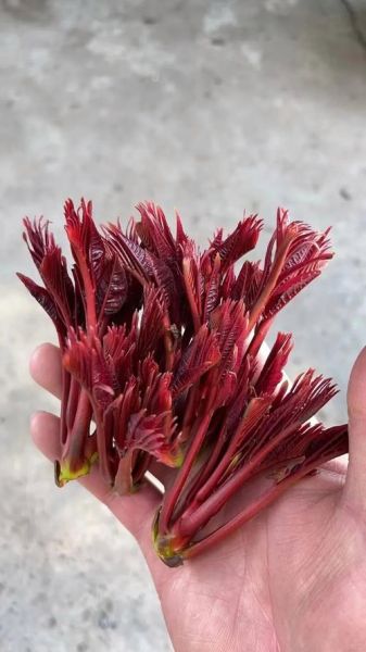 香椿是什么_香椿怎么吃才安全-第2张图片-山城妙识 香椿是什么_香椿怎么吃才安全-第2张图片-山城妙识