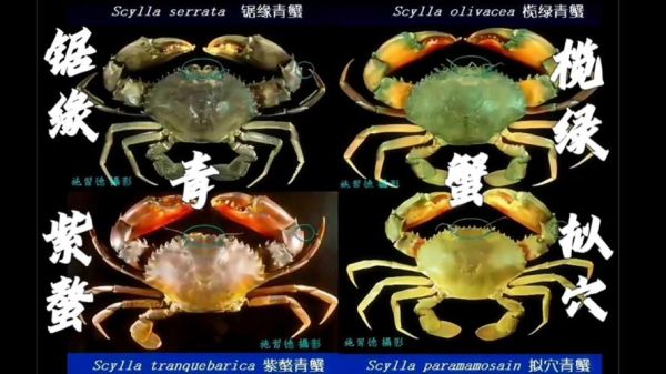 常见海蟹品种有哪些_如何区分梭子蟹与青蟹-第3张图片-山城妙识