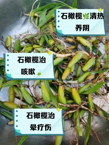 石橄榄的功效与作用及禁忌_石橄榄什么人不能吃-第2张图片-山城妙识 石橄榄的功效与作用及禁忌_石橄榄什么人不能吃-第2张图片-山城妙识