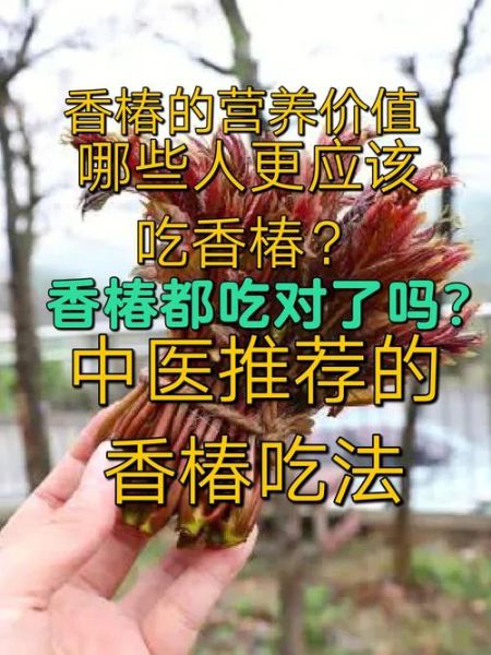 香椿是什么_香椿怎么吃才安全-第3张图片-山城妙识 香椿是什么_香椿怎么吃才安全-第3张图片-山城妙识