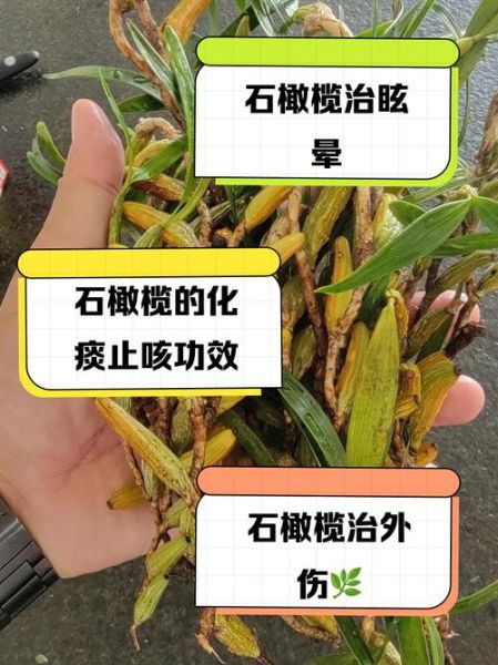 石橄榄的功效与作用及禁忌_石橄榄什么人不能吃-第3张图片-山城妙识 石橄榄的功效与作用及禁忌_石橄榄什么人不能吃-第3张图片-山城妙识