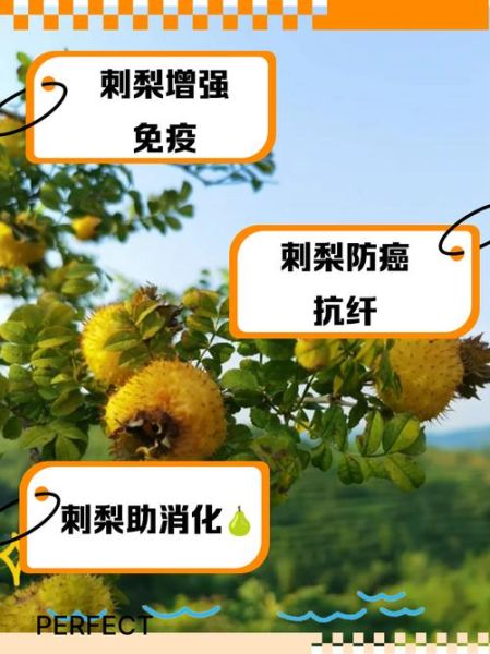 贵州刺梨的功效与作用_刺梨真的能美白吗-第2张图片-山城妙识 贵州刺梨的功效与作用_刺梨真的能美白吗-第2张图片-山城妙识