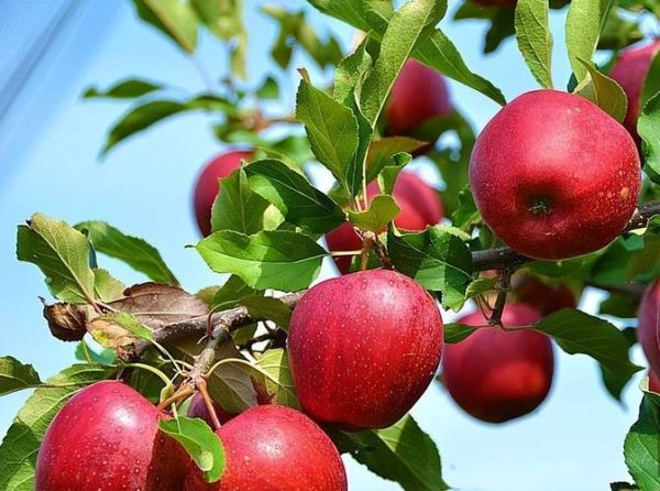 高纤维食物有哪些_便秘吃什么最快排便-第3张图片-山城妙识 高纤维食物有哪些_便秘吃什么最快排便-第3张图片-山城妙识