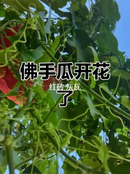 佛手瓜种多久能开花结果_佛手瓜从播种到结果要多久-第2张图片-山城妙识 佛手瓜种多久能开花结果_佛手瓜从播种到结果要多久-第2张图片-山城妙识