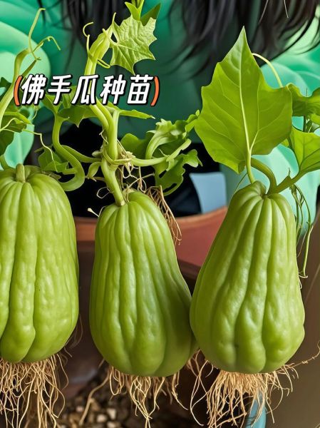 佛手瓜种多久能开花结果_佛手瓜从播种到结果要多久-第3张图片-山城妙识 佛手瓜种多久能开花结果_佛手瓜从播种到结果要多久-第3张图片-山城妙识