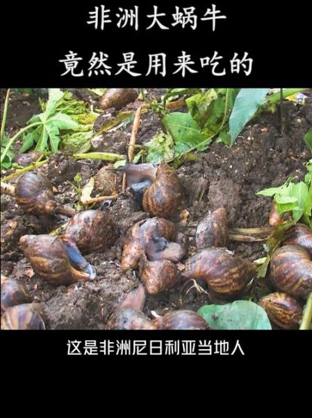 非洲大蜗牛怎么做好吃_非洲大蜗牛能吃吗-第1张图片-山城妙识
