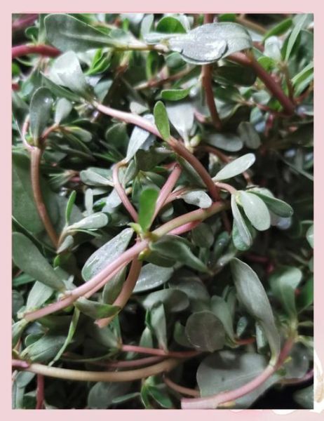 蒸马齿苋菜怎么做_蒸马齿苋菜的家常做法-第1张图片-山城妙识