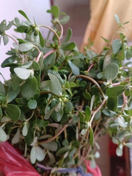 蒸马齿苋菜怎么做_蒸马齿苋菜的家常做法-第3张图片-山城妙识