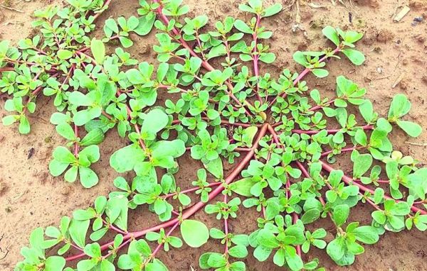 蒸马齿苋菜怎么做_蒸马齿苋菜的家常做法-第2张图片-山城妙识