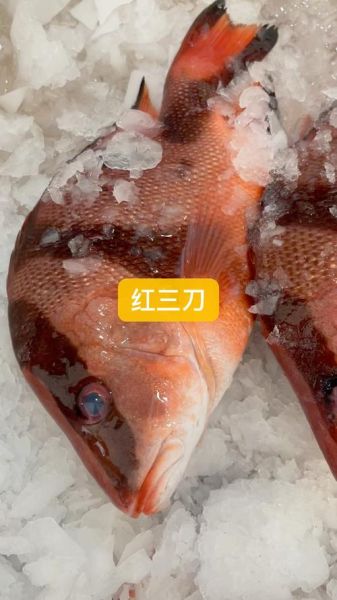 野生三刀鱼多少钱一斤_野生三刀鱼价格行情-第1张图片-山城妙识 野生三刀鱼多少钱一斤_野生三刀鱼价格行情-第1张图片-山城妙识
