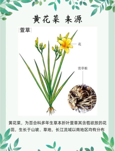 黄花菜治失眠偏方有效吗_怎么用效果最好-第1张图片-山城妙识 黄花菜治失眠偏方有效吗_怎么用效果最好-第1张图片-山城妙识