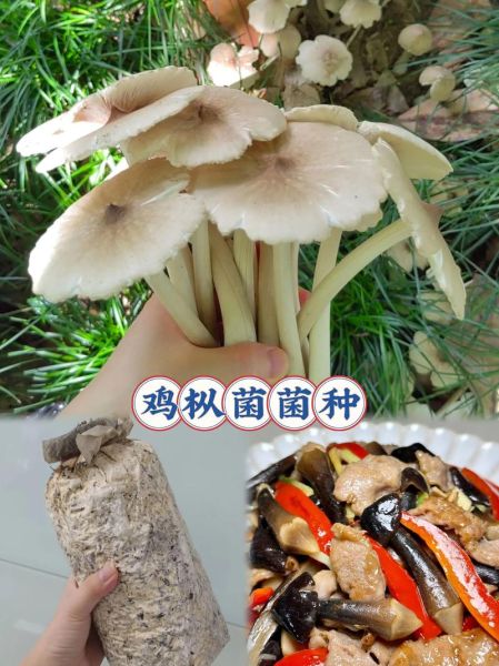 鸡枞菌多少钱一斤_新鲜鸡枞菌价格-第3张图片-山城妙识 鸡枞菌多少钱一斤_新鲜鸡枞菌价格-第3张图片-山城妙识