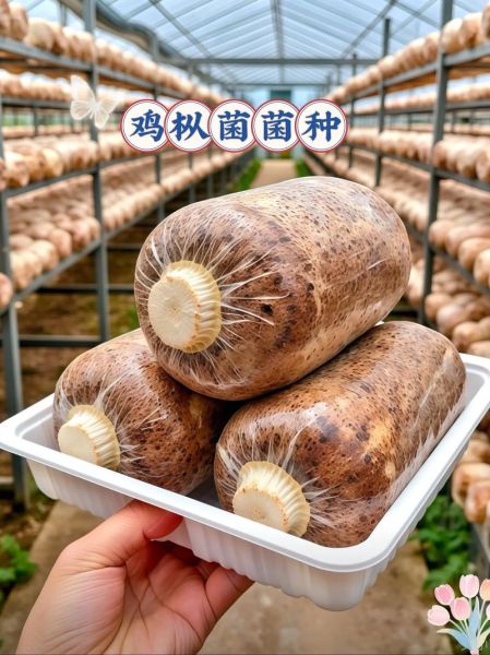 鸡枞菌多少钱一斤_新鲜鸡枞菌价格-第2张图片-山城妙识 鸡枞菌多少钱一斤_新鲜鸡枞菌价格-第2张图片-山城妙识