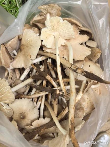 鸡枞菌多少钱一斤_新鲜鸡枞菌价格-第1张图片-山城妙识 鸡枞菌多少钱一斤_新鲜鸡枞菌价格-第1张图片-山城妙识