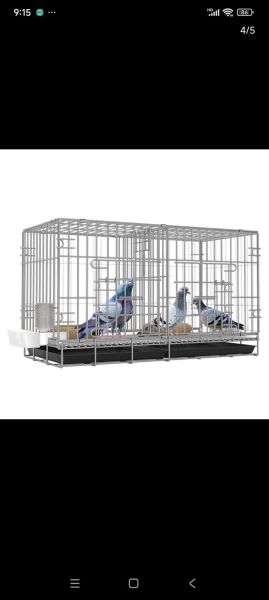 鸽子笼怎么选_鸽子笼价格多少钱-第2张图片-山城妙识 鸽子笼怎么选_鸽子笼价格多少钱-第2张图片-山城妙识