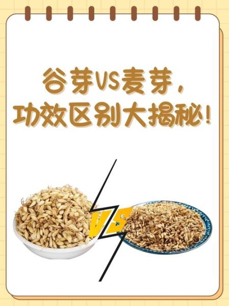 谷芽和麦芽的区别_谷芽麦芽功效一样吗-第1张图片-山城妙识 谷芽和麦芽的区别_谷芽麦芽功效一样吗-第1张图片-山城妙识