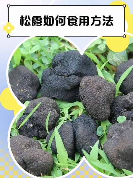 新鲜松露怎么做好吃_松露保存方法-第1张图片-山城妙识 新鲜松露怎么做好吃_松露保存方法-第1张图片-山城妙识