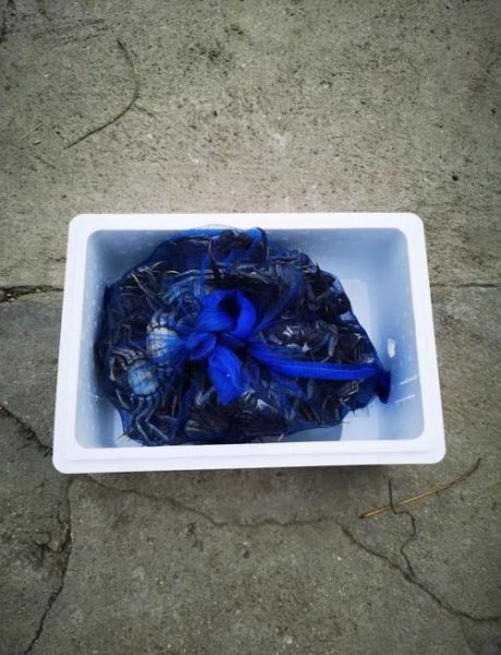 河蟹怎么保存_河蟹放冰箱能活几天-第3张图片-山城妙识