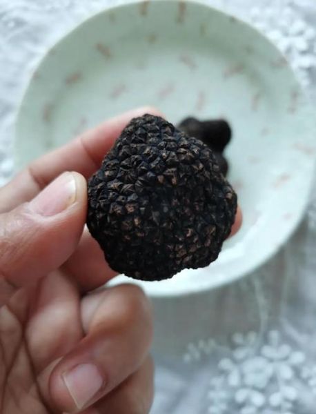 新鲜松露怎么做好吃_松露保存方法-第3张图片-山城妙识 新鲜松露怎么做好吃_松露保存方法-第3张图片-山城妙识