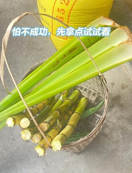 芋头苗酸菜怎么做_芋头苗酸菜腌制多久可以吃-第2张图片-山城妙识 芋头苗酸菜怎么做_芋头苗酸菜腌制多久可以吃-第2张图片-山城妙识