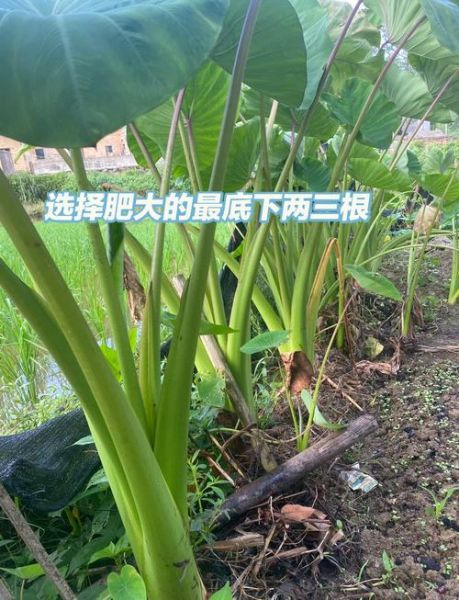 芋头苗酸菜怎么做_芋头苗酸菜腌制多久可以吃-第1张图片-山城妙识 芋头苗酸菜怎么做_芋头苗酸菜腌制多久可以吃-第1张图片-山城妙识