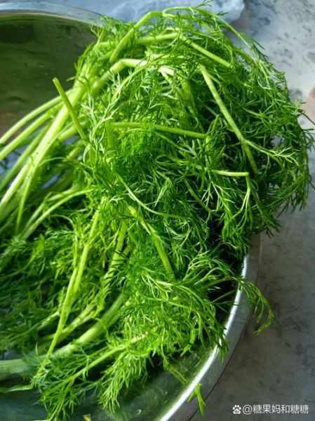 茴香苗怎么做好吃_茴香苗的家常做法-第1张图片-山城妙识 茴香苗怎么做好吃_茴香苗的家常做法-第1张图片-山城妙识