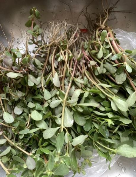 马齿苋不能和什么一起吃_马齿苋相克食物有哪些-第3张图片-山城妙识 马齿苋不能和什么一起吃_马齿苋相克食物有哪些-第3张图片-山城妙识