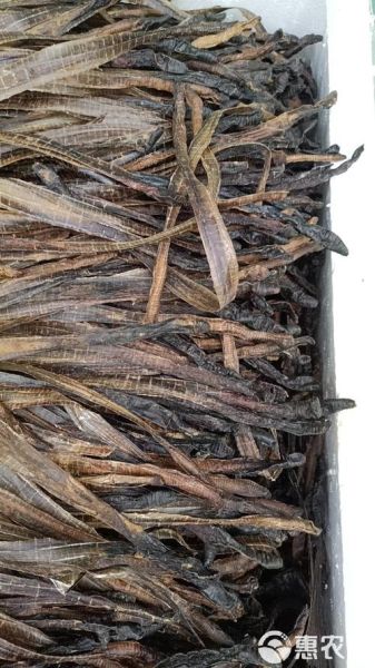 地龙图片_地龙长什么样-第2张图片-山城妙识