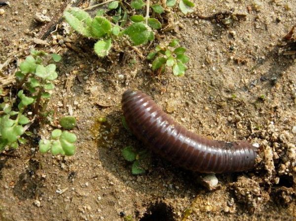 地龙图片_地龙长什么样-第1张图片-山城妙识