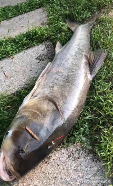 鲢鳙多少钱一斤_鲢鳙价格行情-第2张图片-山城妙识