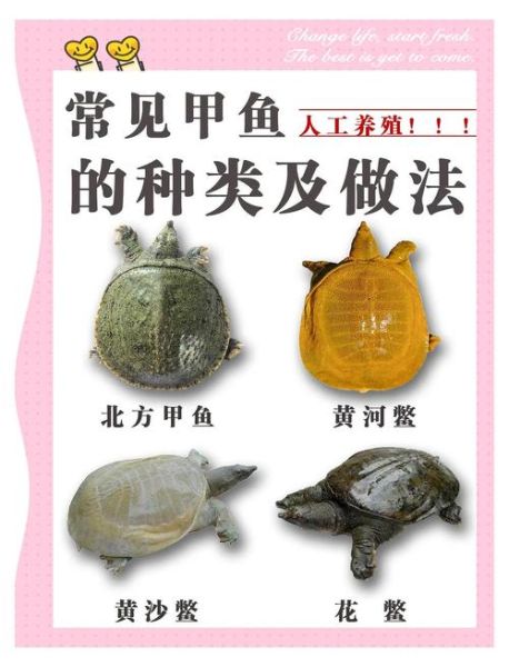 甲鱼图片大全_如何分辨野生甲鱼与养殖甲鱼-第2张图片-山城妙识 甲鱼图片大全_如何分辨野生甲鱼与养殖甲鱼-第2张图片-山城妙识