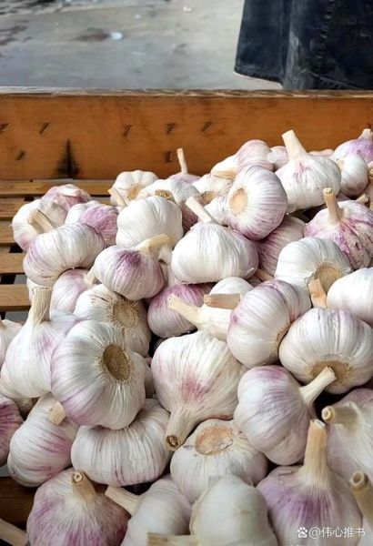 今日大蒜多少钱一斤_2024年6月大蒜价格还会涨吗-第3张图片-山城妙识