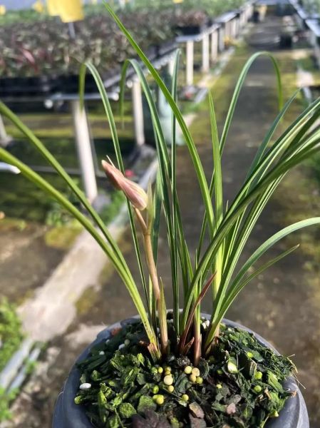 北方雪里红什么时候种_雪里红种植方法-第3张图片-山城妙识 北方雪里红什么时候种_雪里红种植方法-第3张图片-山城妙识