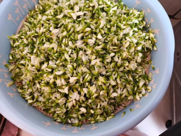 槐花炒鸡蛋怎么做_槐花炒鸡蛋的功效与作用-第3张图片-山城妙识